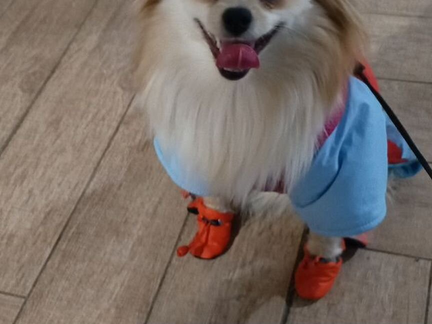 Собака в добрые руки отдам бесплатно