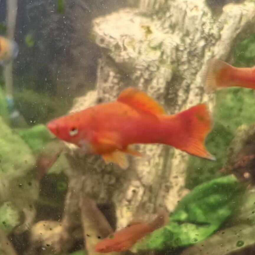 Меченосцы и креветки неоны