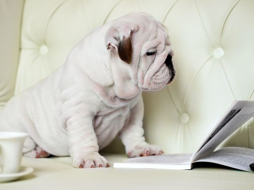 Щенки Английского бульдога