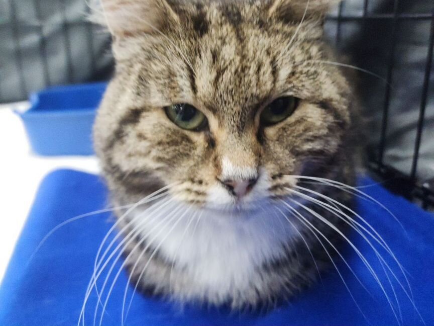 Котик Барсик