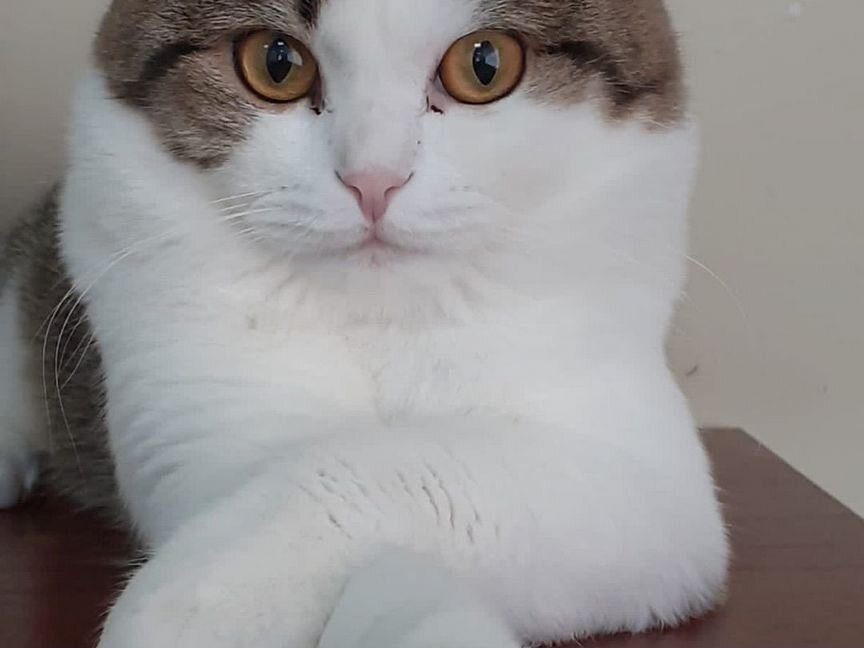 Шотландский кот вязка
