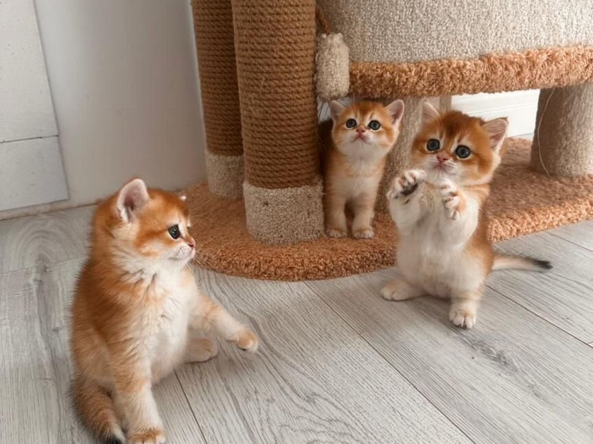 Британские котята ny 12(золотая шиншилла)