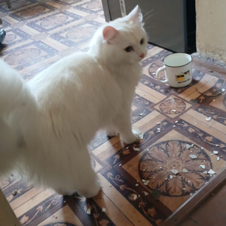 Кошка белая найдена