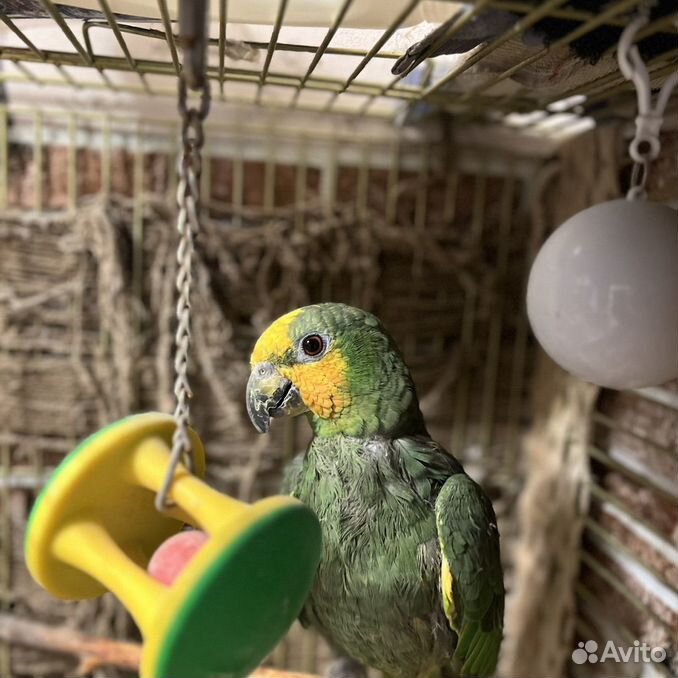 Венесуэльский амазон