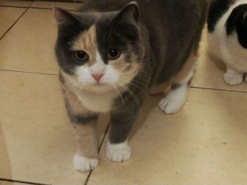 Кассиопея кошечка