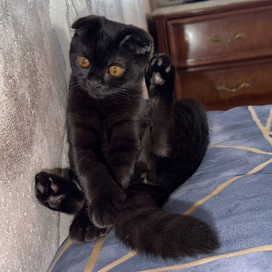 Шотландский вислоухий короткошёрстный котёнок