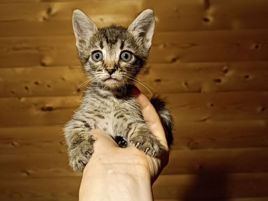 Кошка