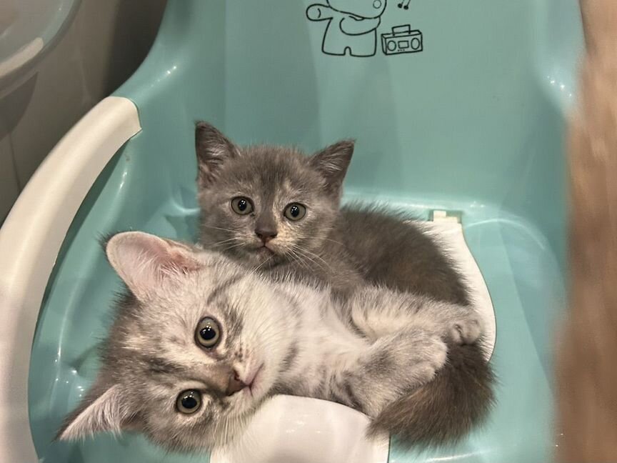 Шотланские котята прямоухие