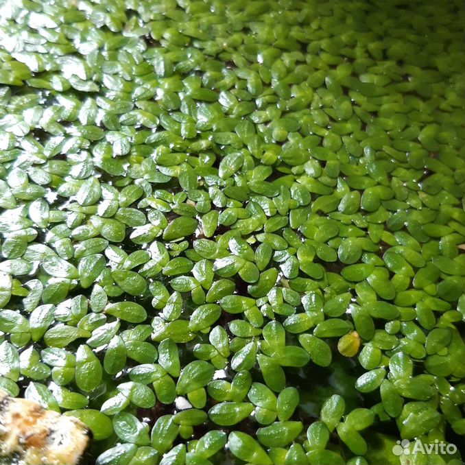 Ряска аквариумная