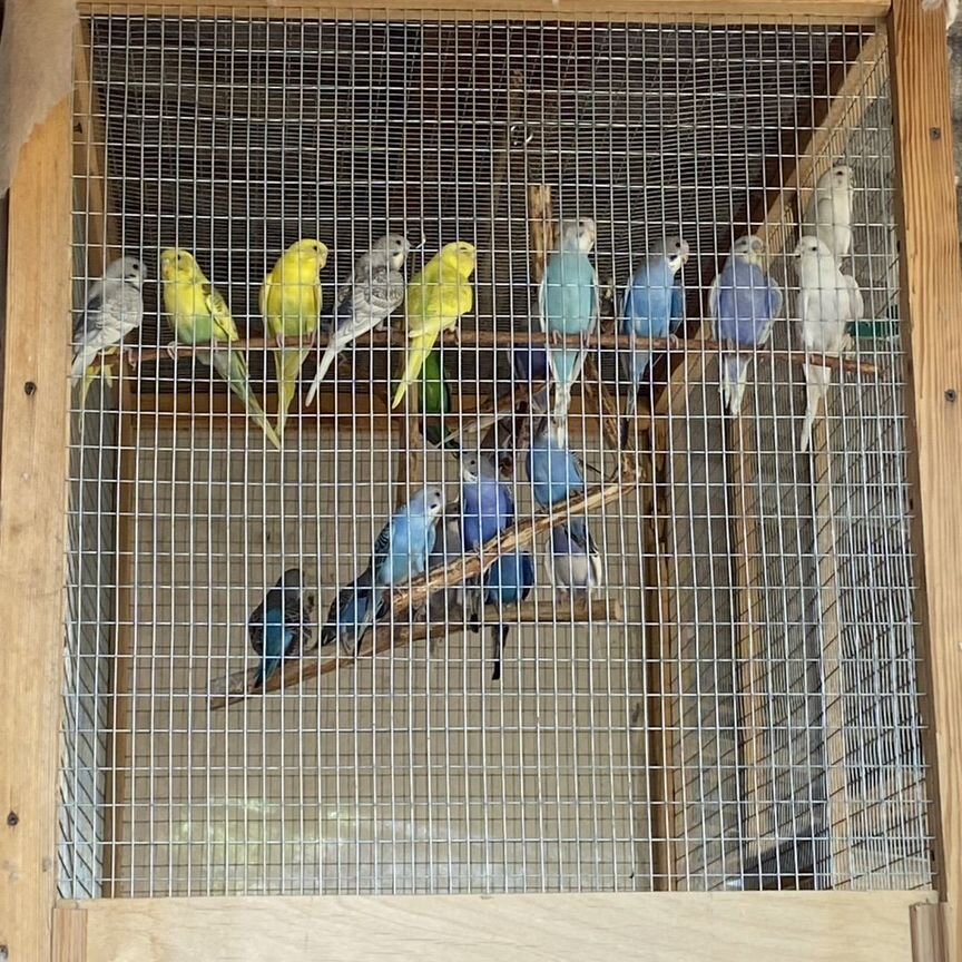 Волнистый попугай