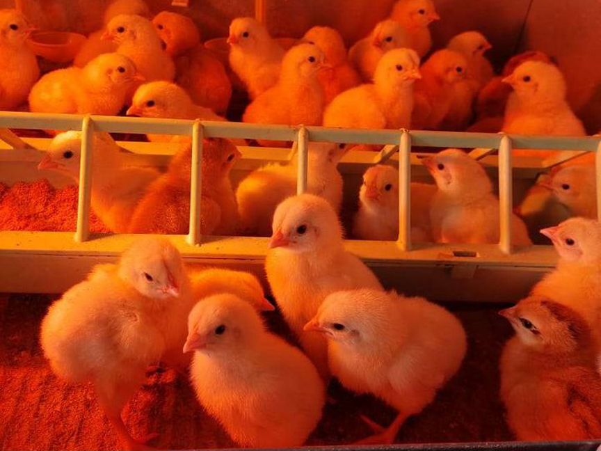 Бройлеры росс 308