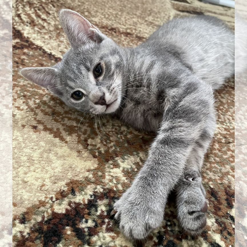 Котёнок в добрые руки