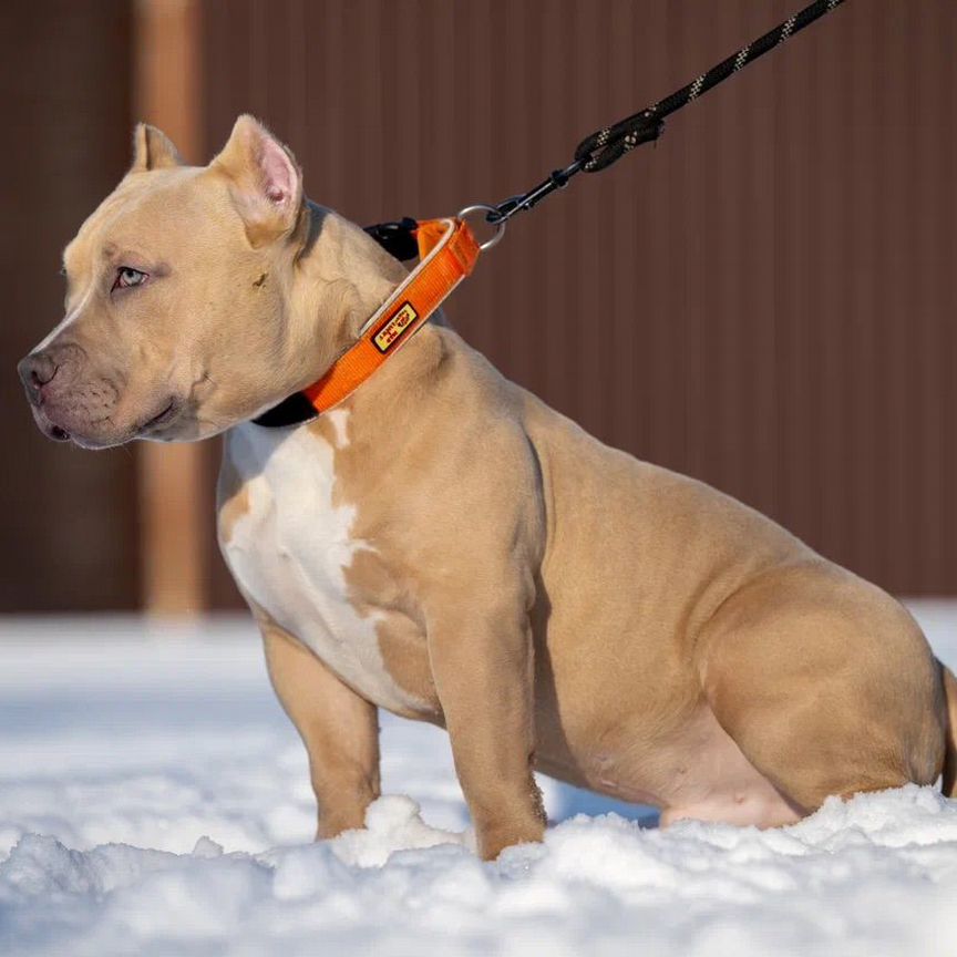 Американский булли, щенок