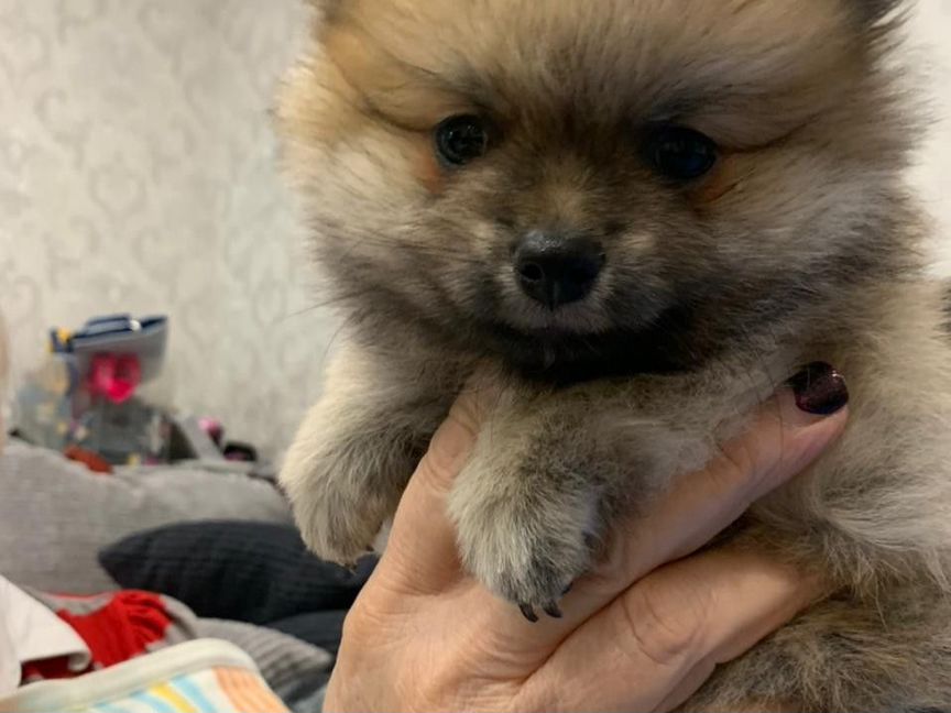 Самые пушистые медвежата