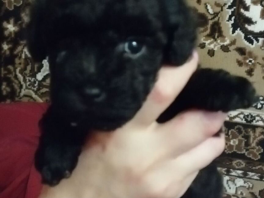 Щенки карликового пуделя