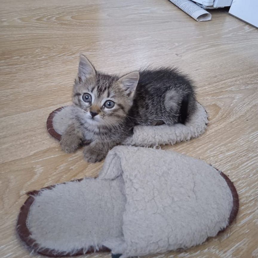 Котёнок