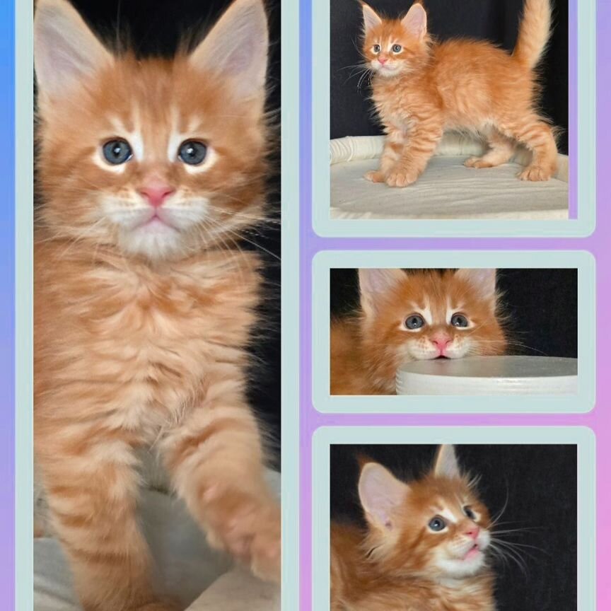 Мейн-кун котенок мальчик