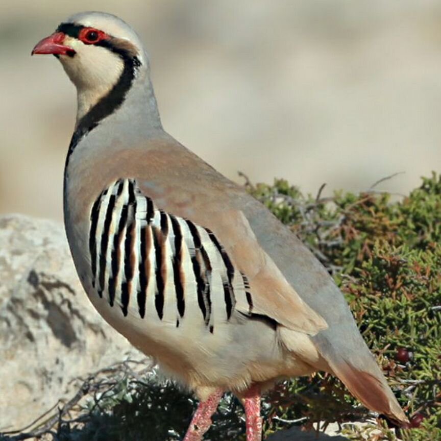 Куропатки Кеклик