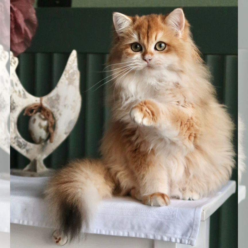 Британский длинношёрстный котёнок