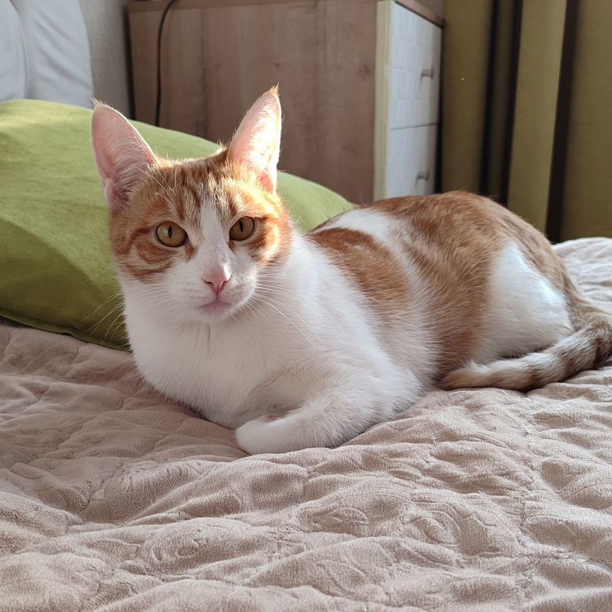 Взрослая, кошка в добрые руки