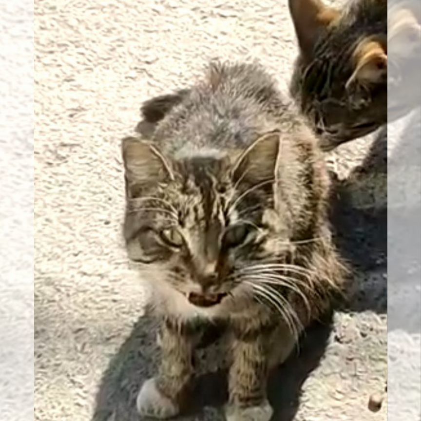 Взрослая, кошка в добрые руки