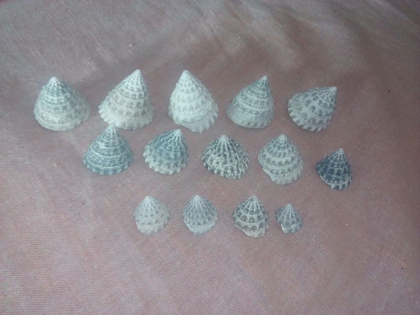 Морские ракушки