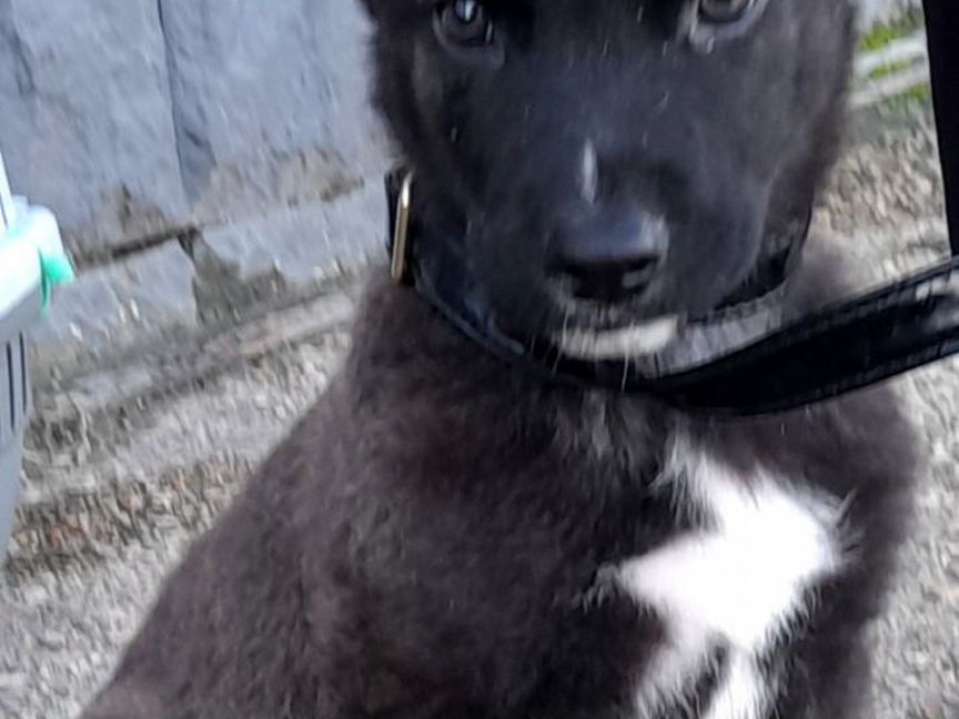 Щенок собака в добрые руки