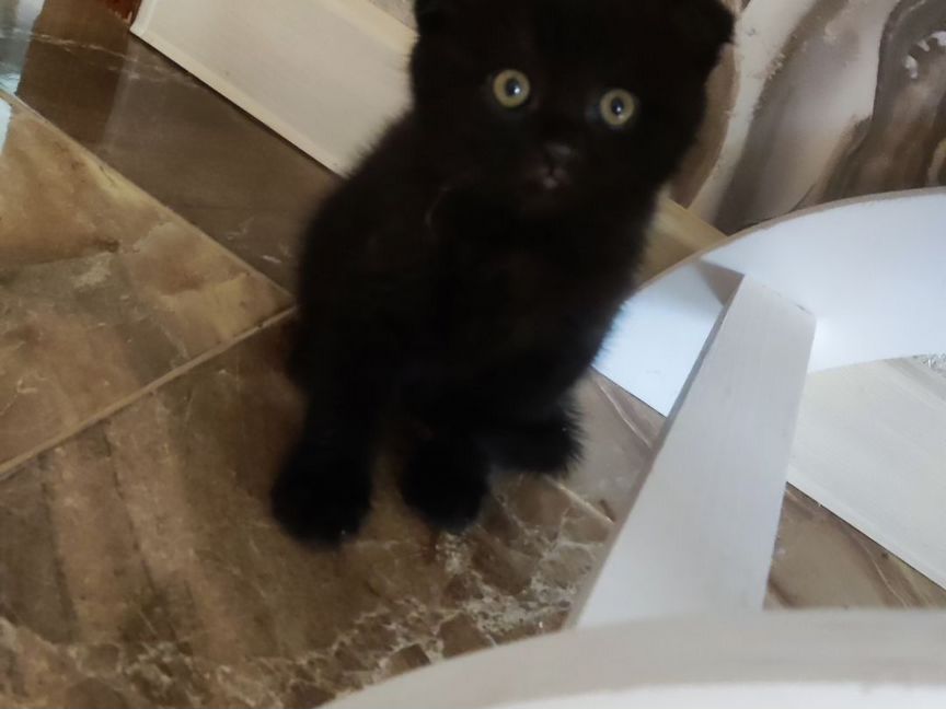 Шотландская