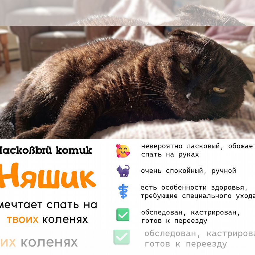 Шотландский вислоухий короткошёрстный, взрослый кот