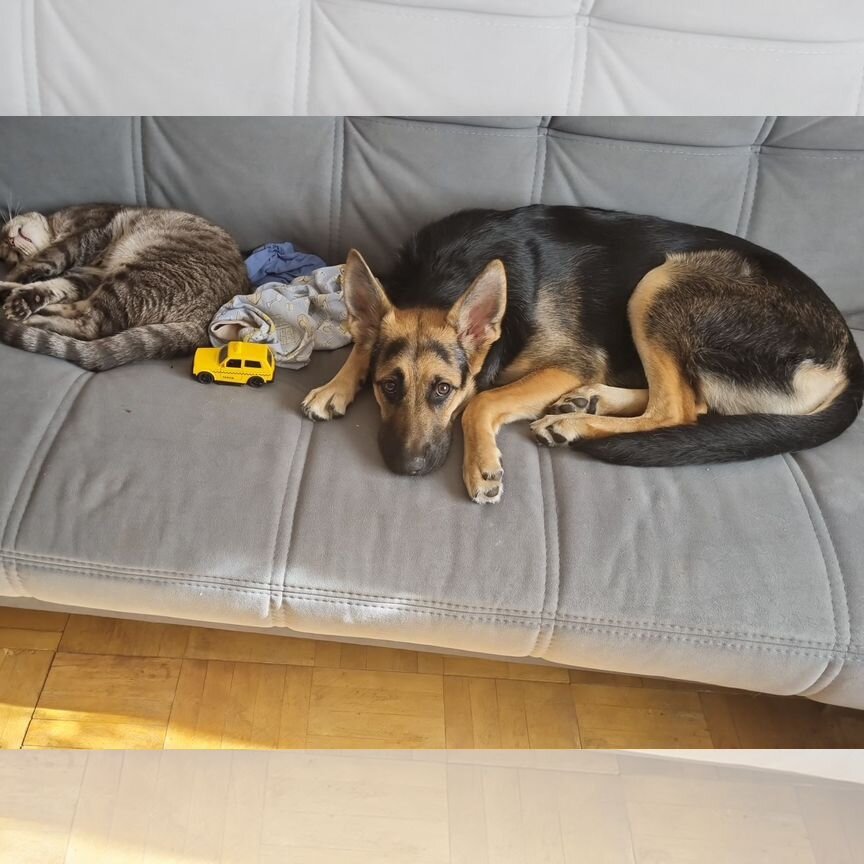 Восточно европейская овчарка