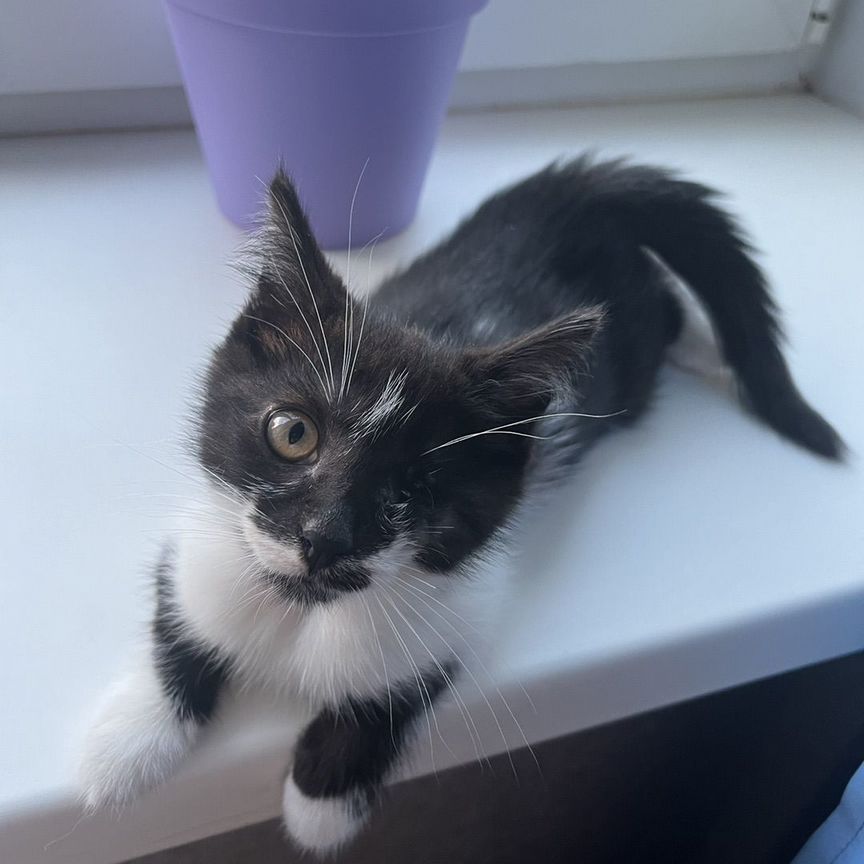 Котенок-девочка в добрые руки