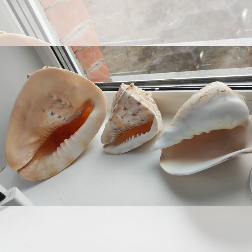 Морские ракушки раковины большие