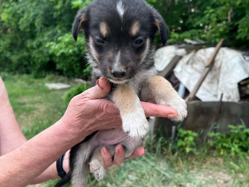 Щенок в добрые руки