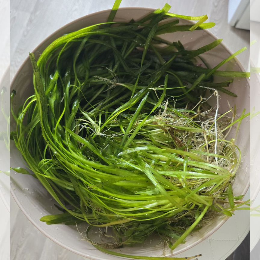 Аквариумные растения