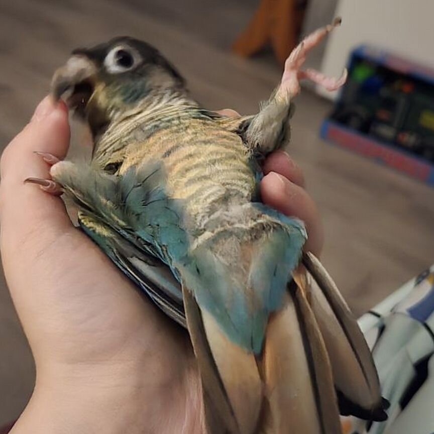 Попугай пиррура