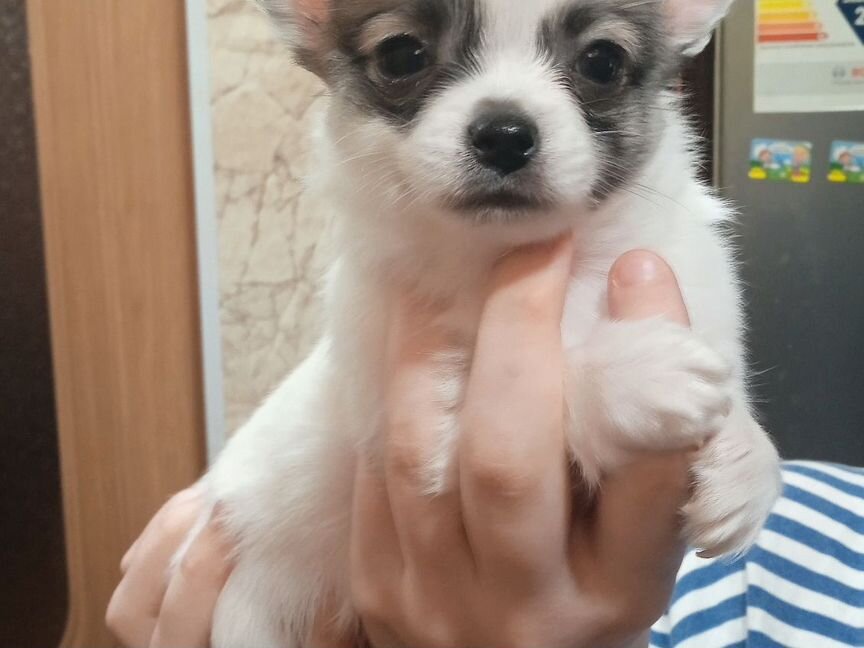 Щенки чихуахуа длинношерстные