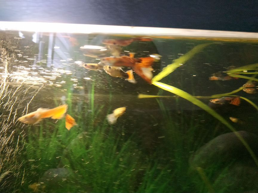 Самцы Гуппи Обмен на Самок