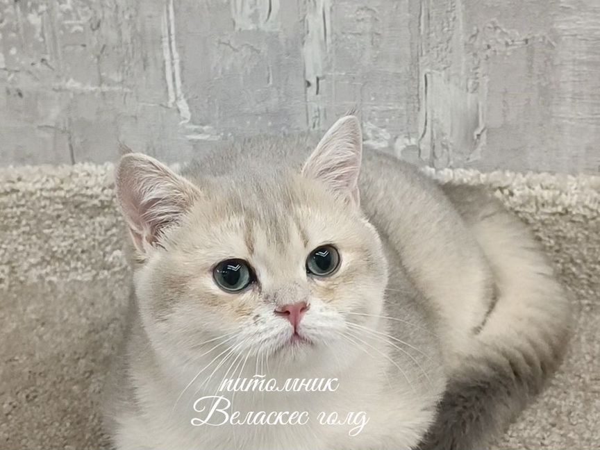 Голубое золото британский котенок