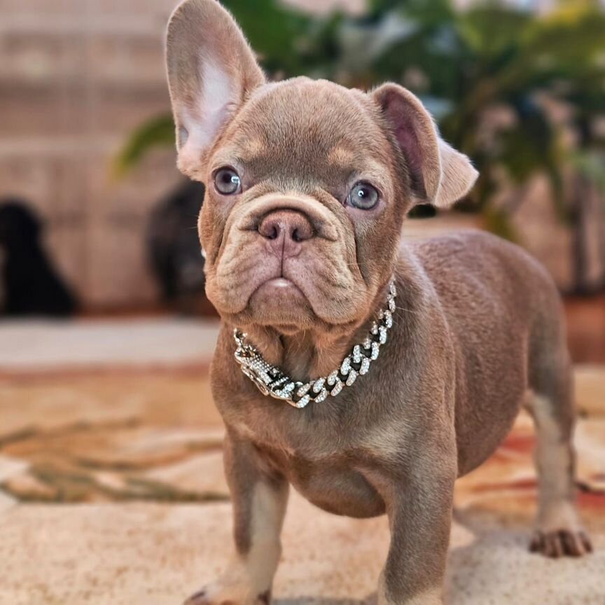 Изабелла с подпалом нью Шейд девочка