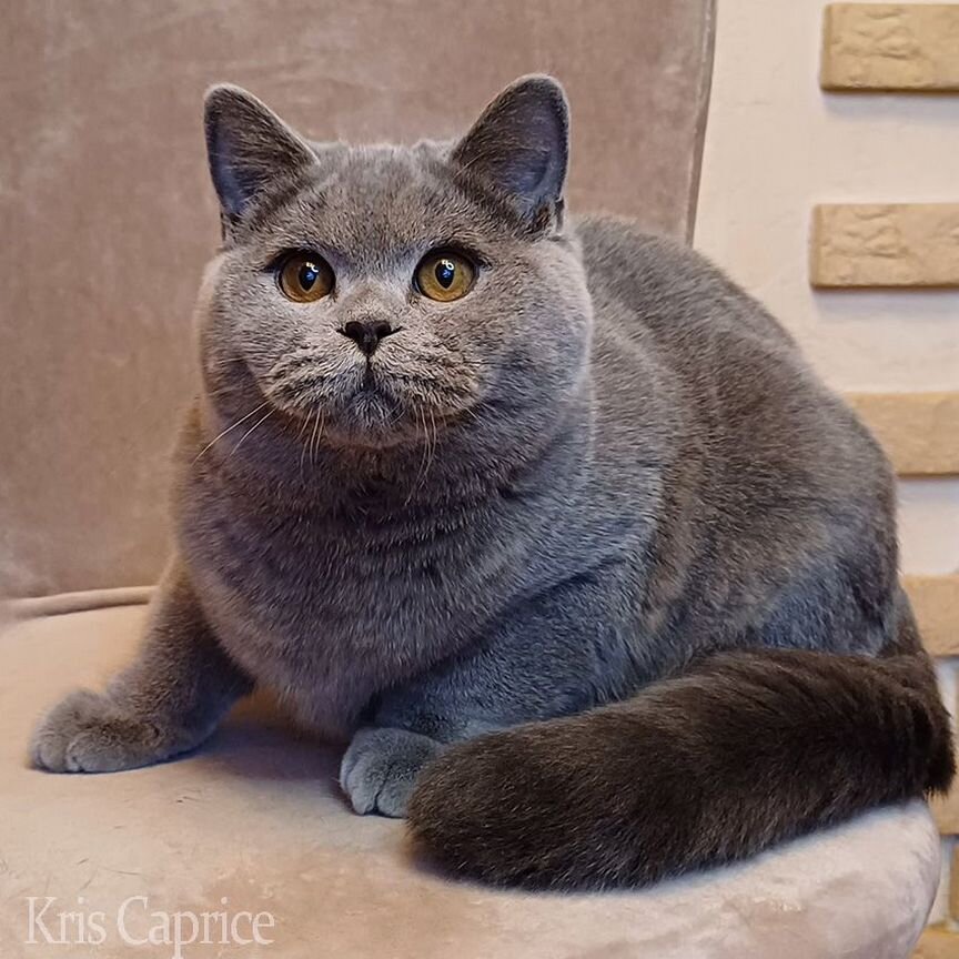 Кот британский, настоящий