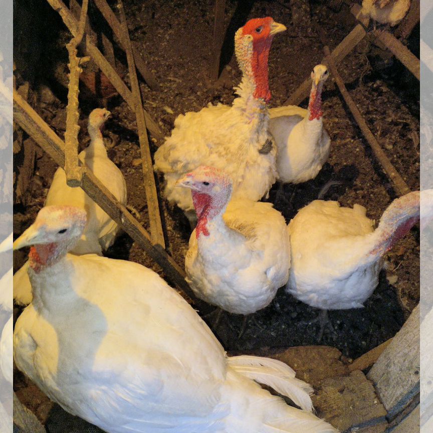 Индюки индюшата