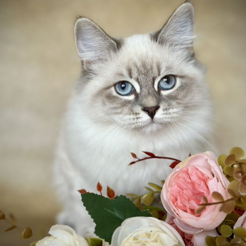 Сибирские котята