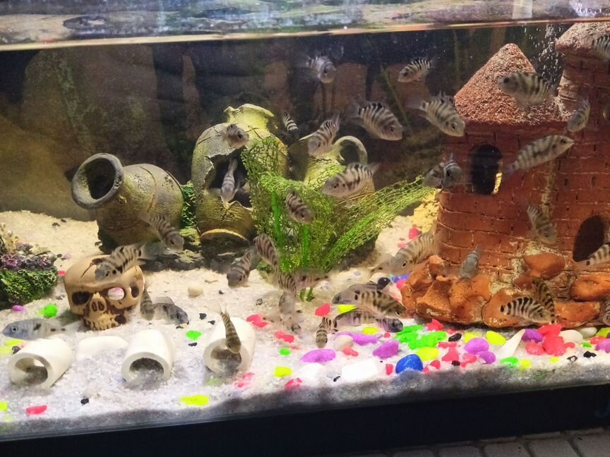 Цихлиды чернополосые