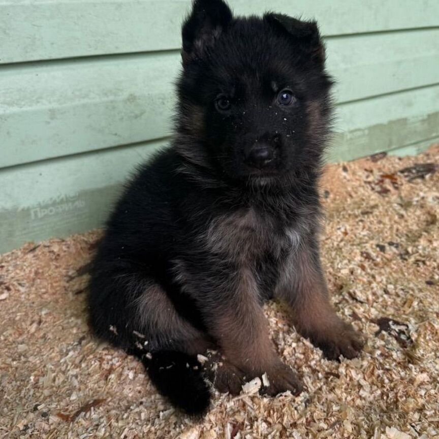 Немецкая овчарка, щенок