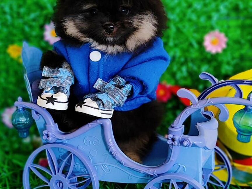 Померанский шпиц чёрно подпал