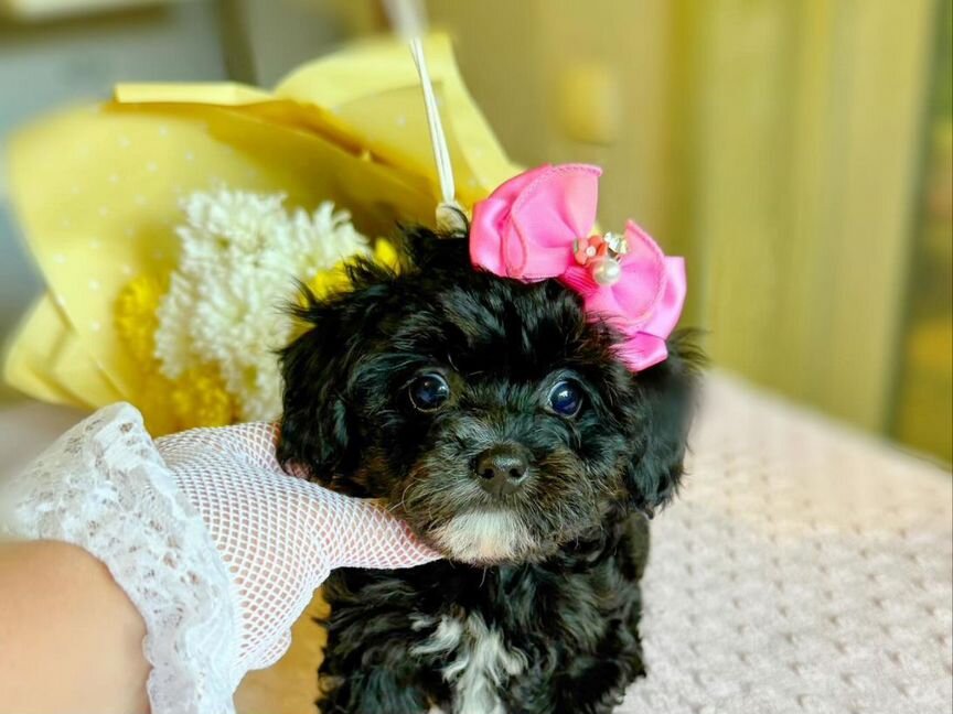 Мальтипу ф1 девочка чёрный бриллиант