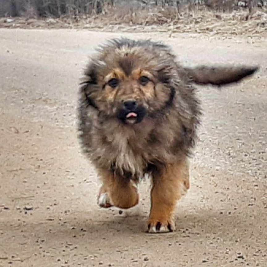 Помогите малышам обрести свой дом