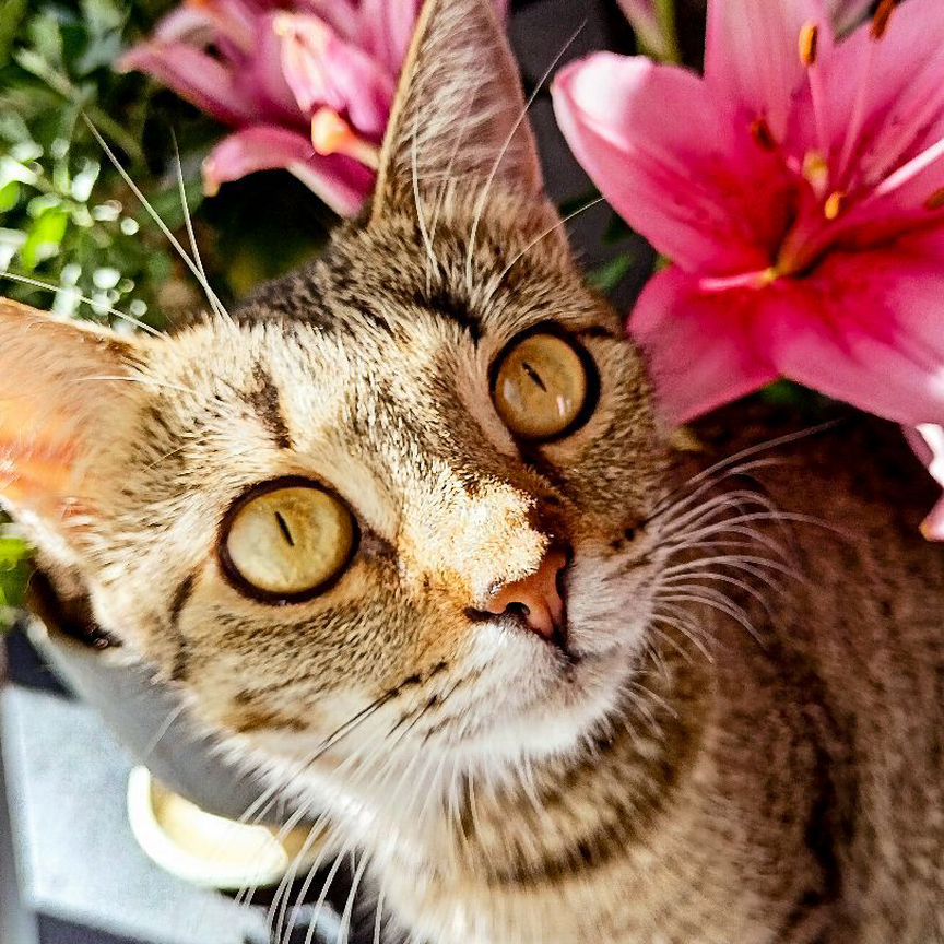 Кошки в добрые руки бесплатно