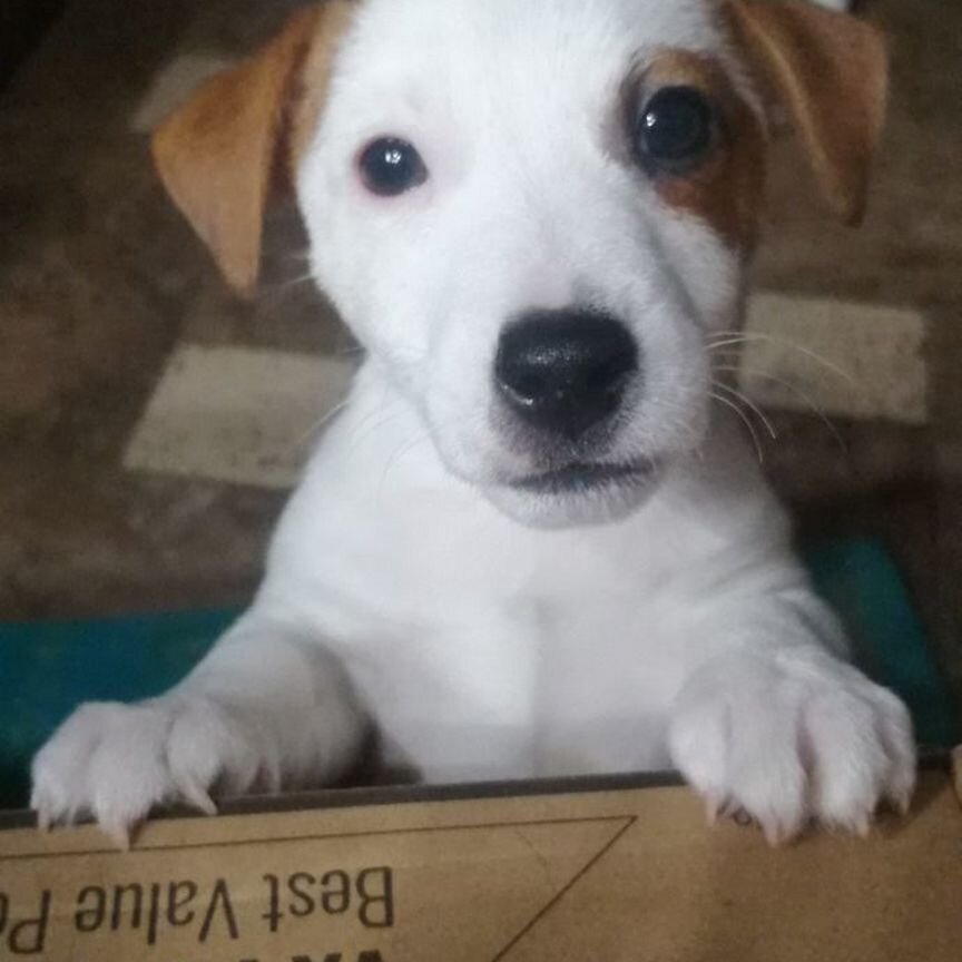 Щенки джек рассел терьер гладкошерстный