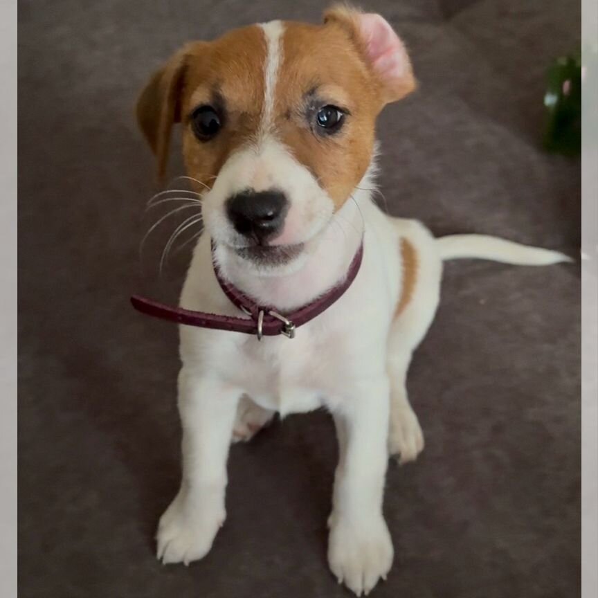 Джек-рассел-терьер, щенок